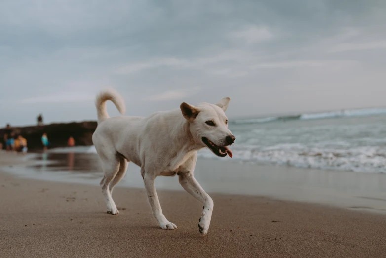 Bali Wildlife Safety: Spiders, Snakes & What to Watch Out For - Bali.live