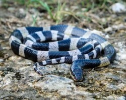 Bali Wildlife Safety: Spiders, Snakes & What to Watch Out For - Bali.live