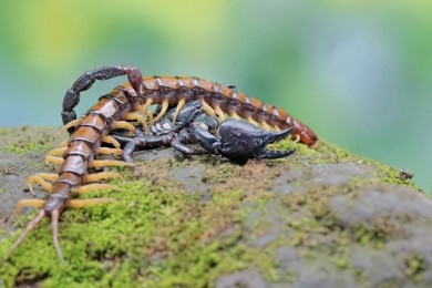 Bali Wildlife Safety: Spiders, Snakes & What to Watch Out For - Bali.live