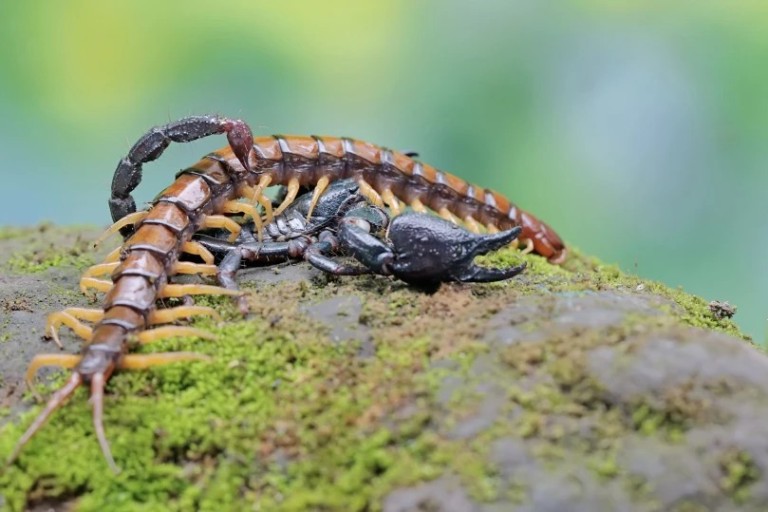 Bali Wildlife Safety: Spiders, Snakes & What to Watch Out For - Bali.live