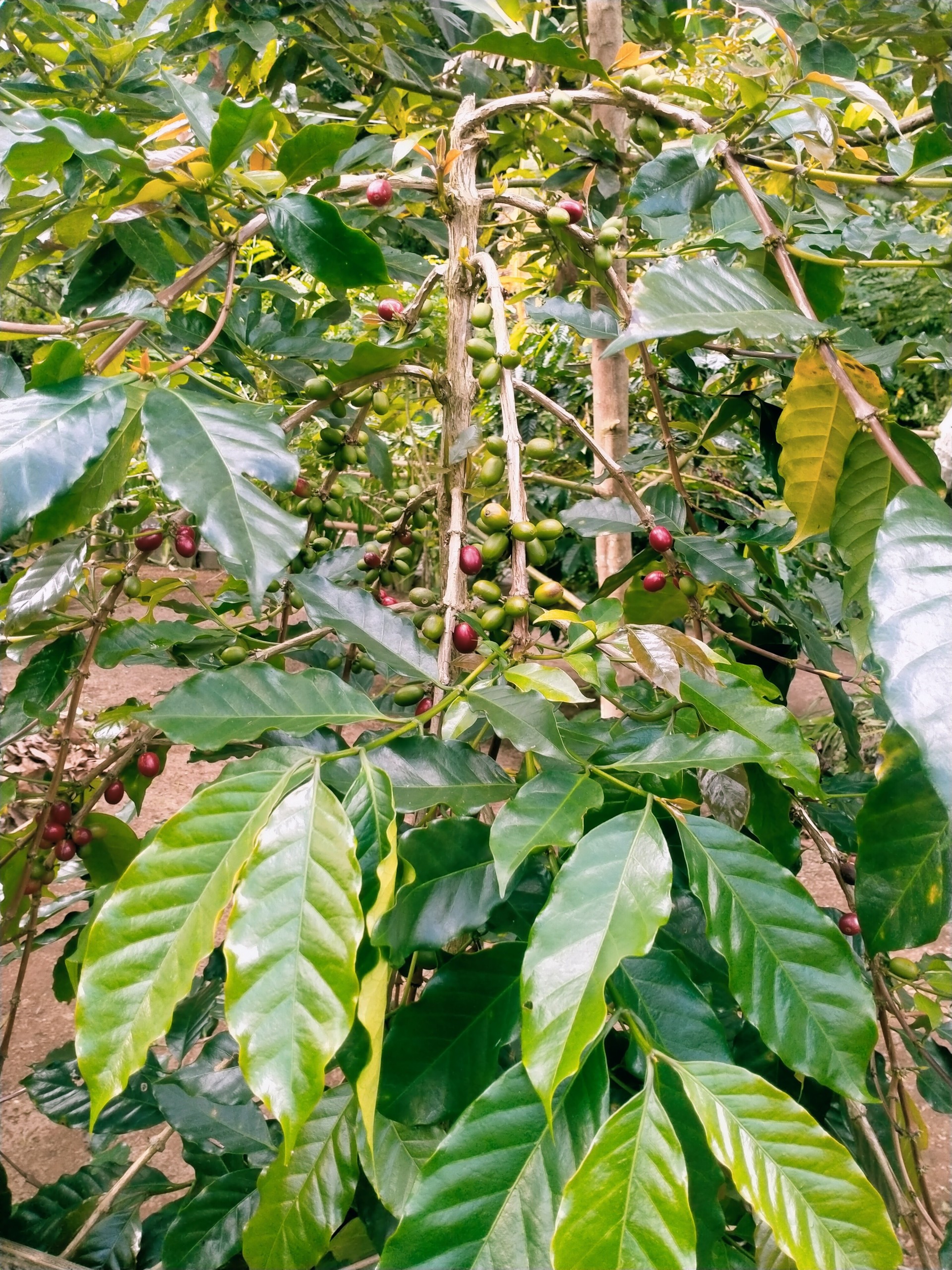 Agrotourism in Bali: Luwak Coffee Plantations - Bali.live