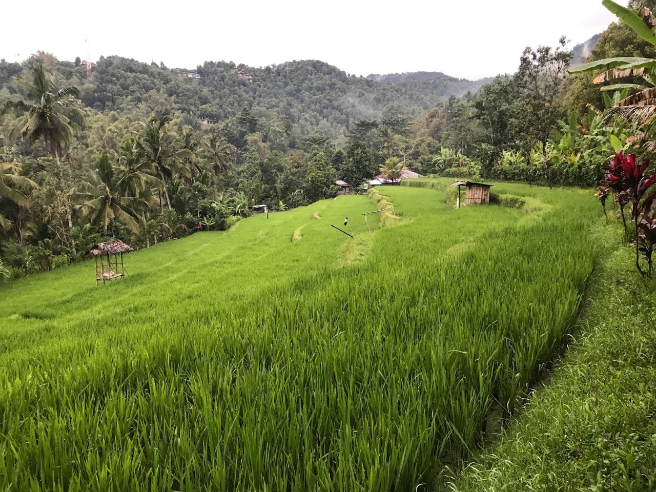 Munduk Rice Terraces, Land activities in Bali