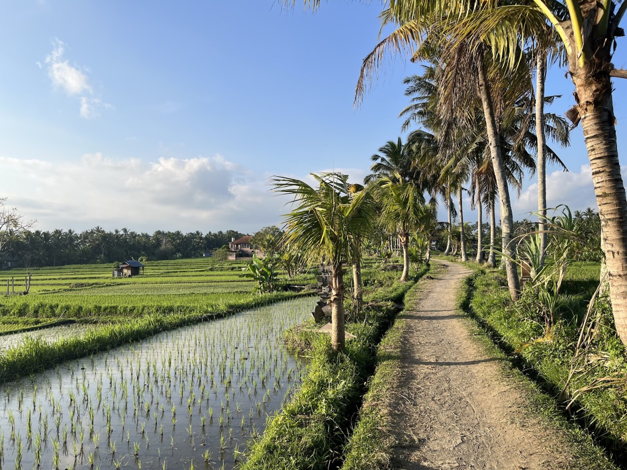 Subak Juwuk Manis Rice Fields Walk, Walking route in Bali