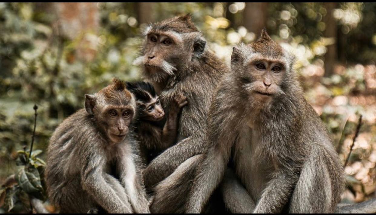 Sangeh Monkey Forest in Bali