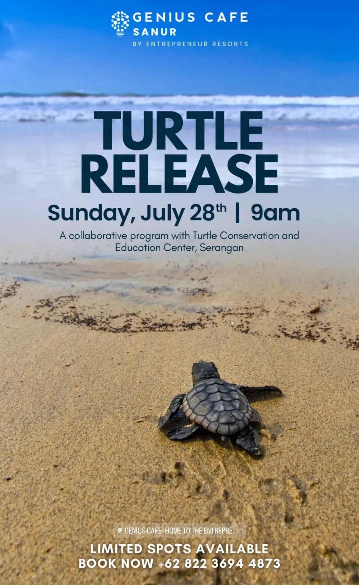 Turtle Release in Bali - description, photos, reviews