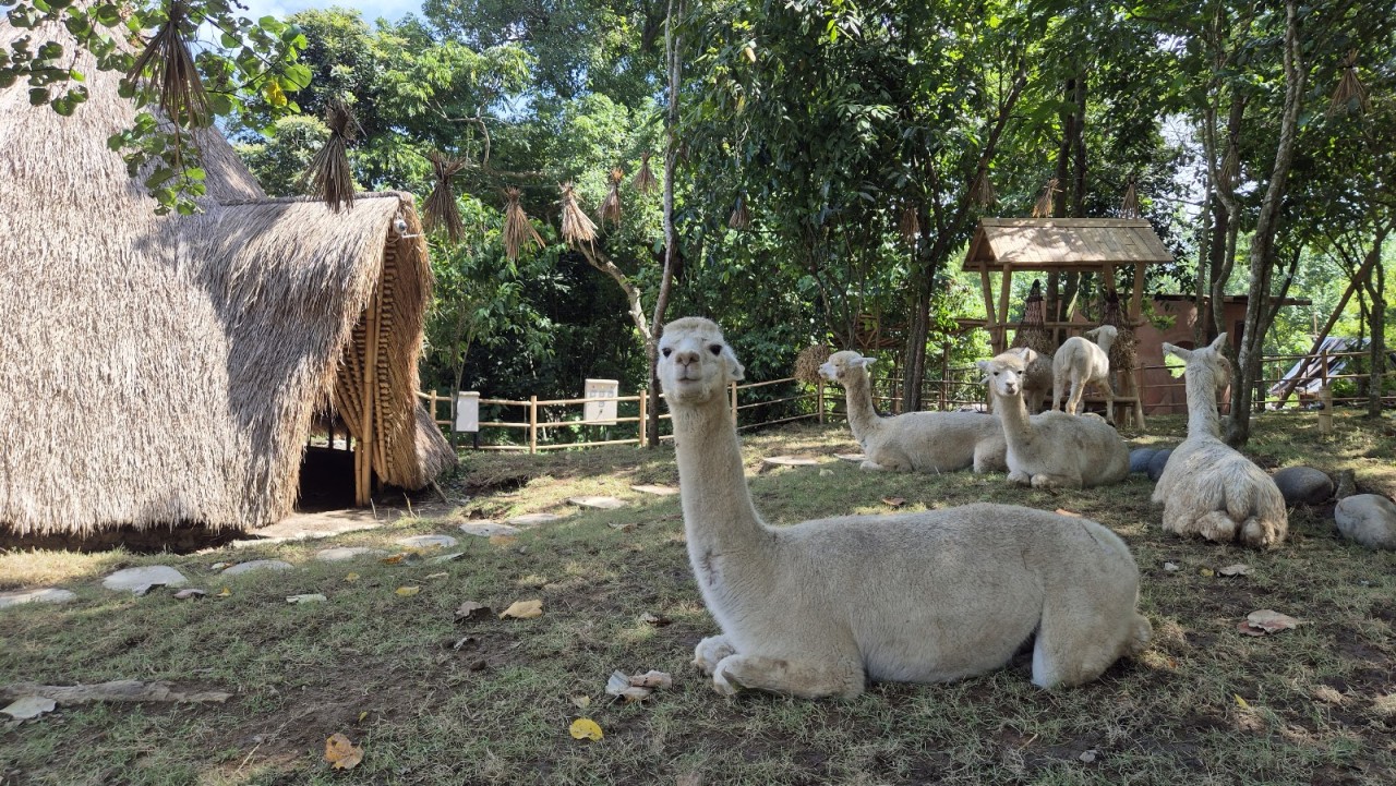 Pacha alpaca, Restaurant in Bali