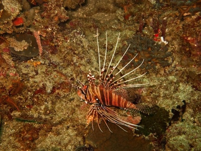 Bali Snorkeling Guide: Safety Rules & Dangerous Sea Creatures - Bali.live